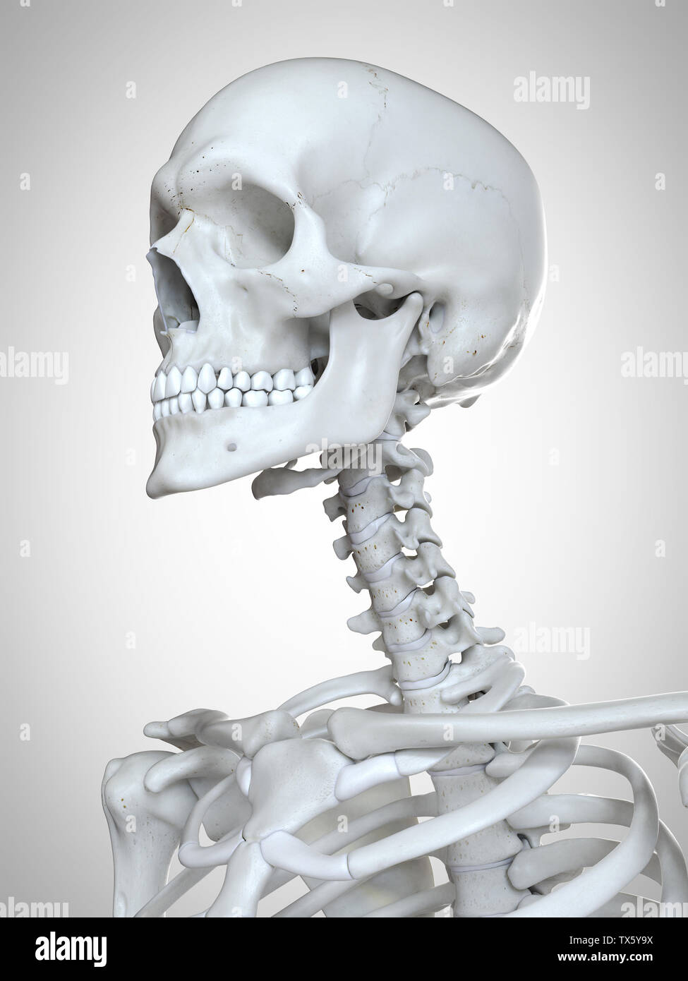 3d rendered medically accurate illustration of the skeletal neck Stock ...