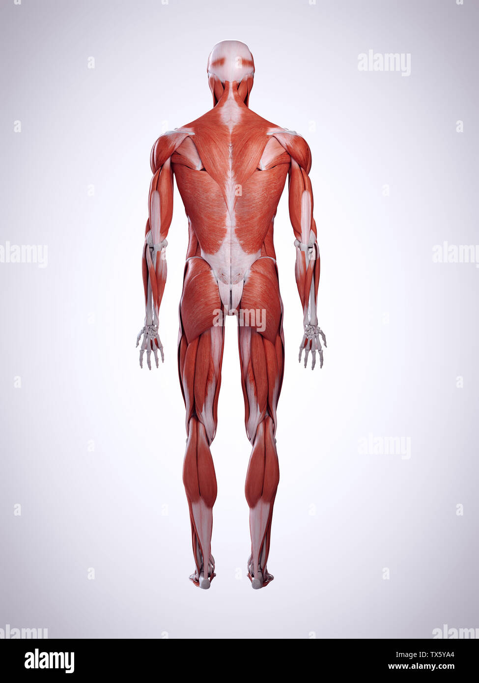 3d rendered medically accurate illustration of the back muscles Stock ...