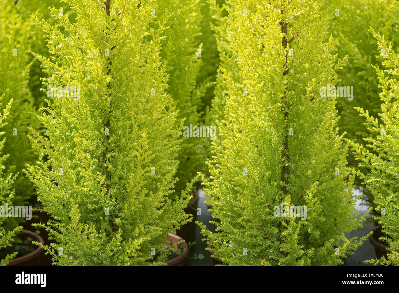 Conifer citrus cypress plant in pots spring green colour Stock Photo ...
