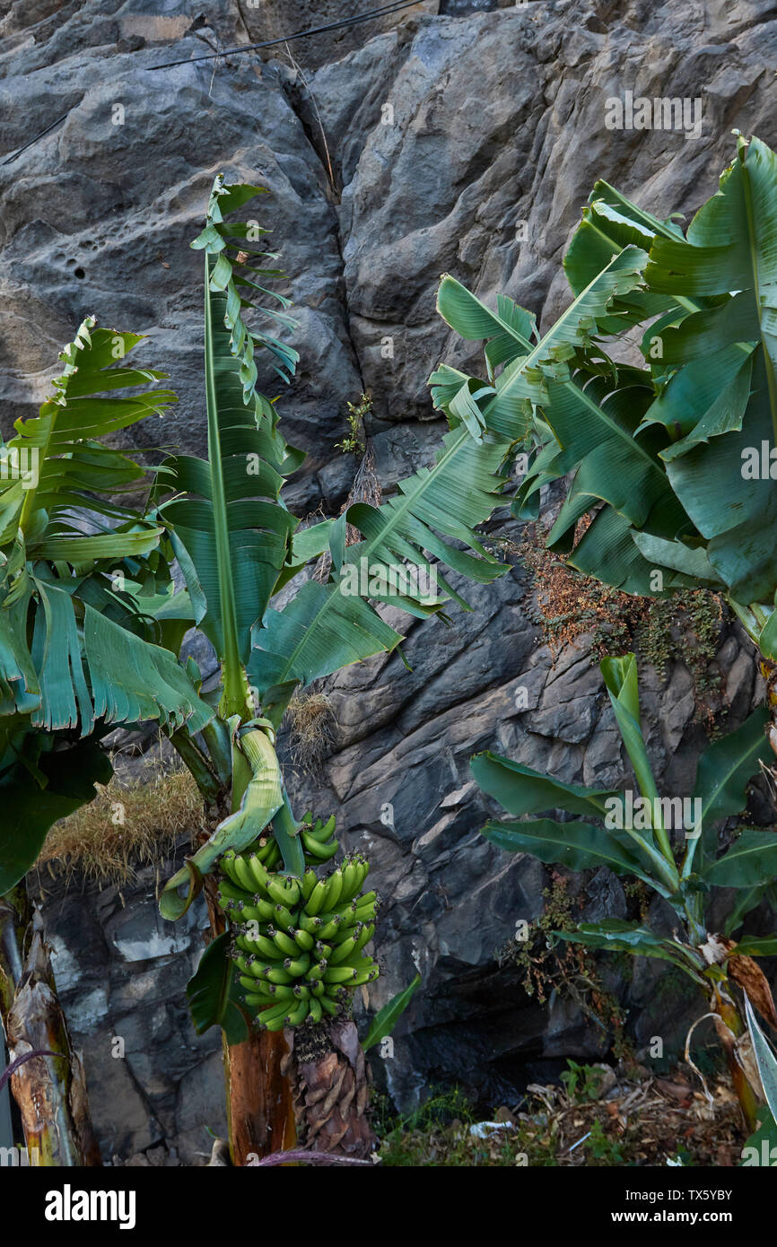 Bananas growing on the outside of the Santa Catarina Park, Funchal ...