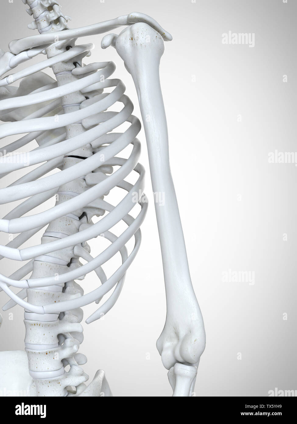 3d rendered medically accurate illustration of the humerus Stock Photo ...
