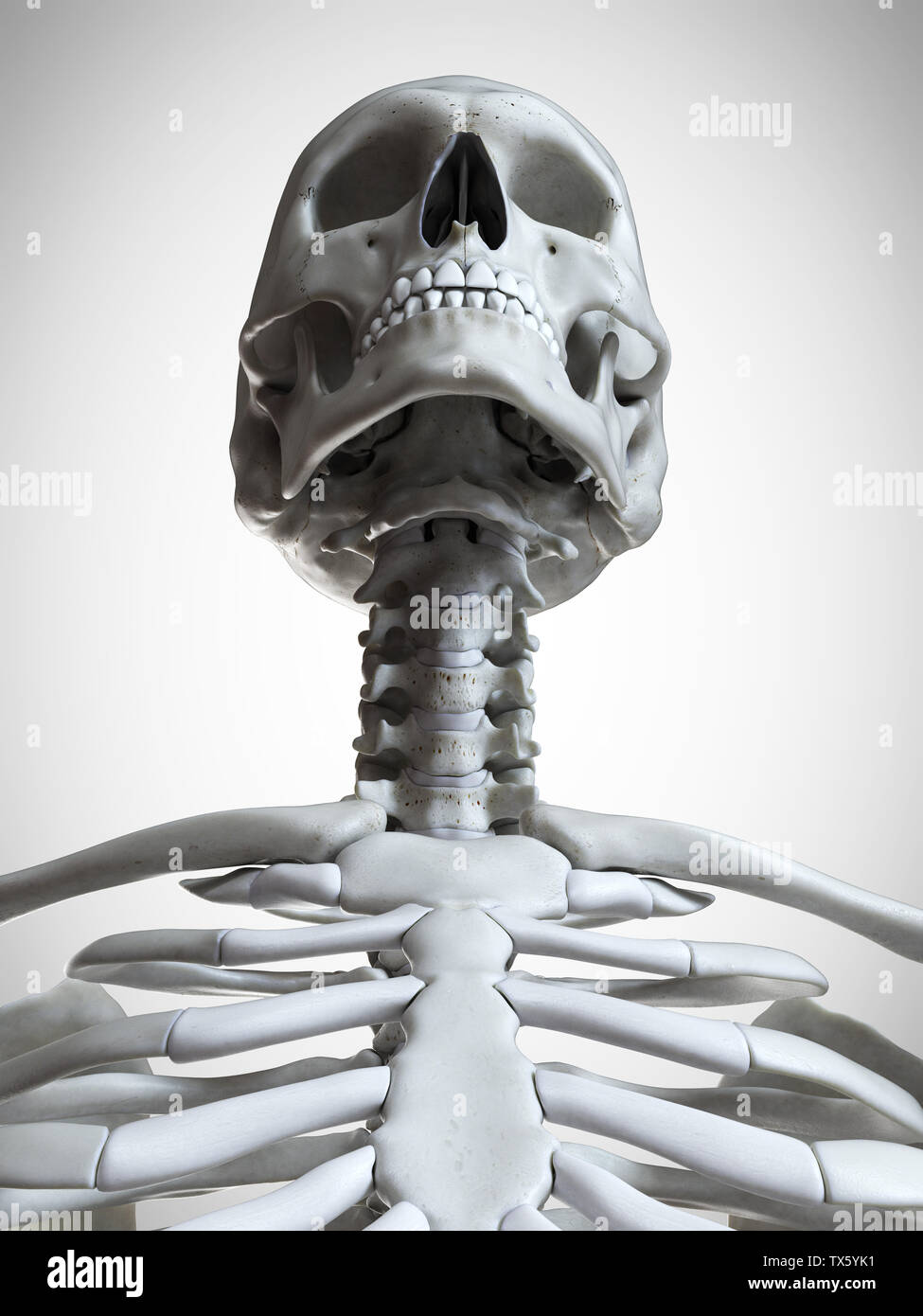 3d rendered medically accurate illustration of the skeletal neck Stock ...