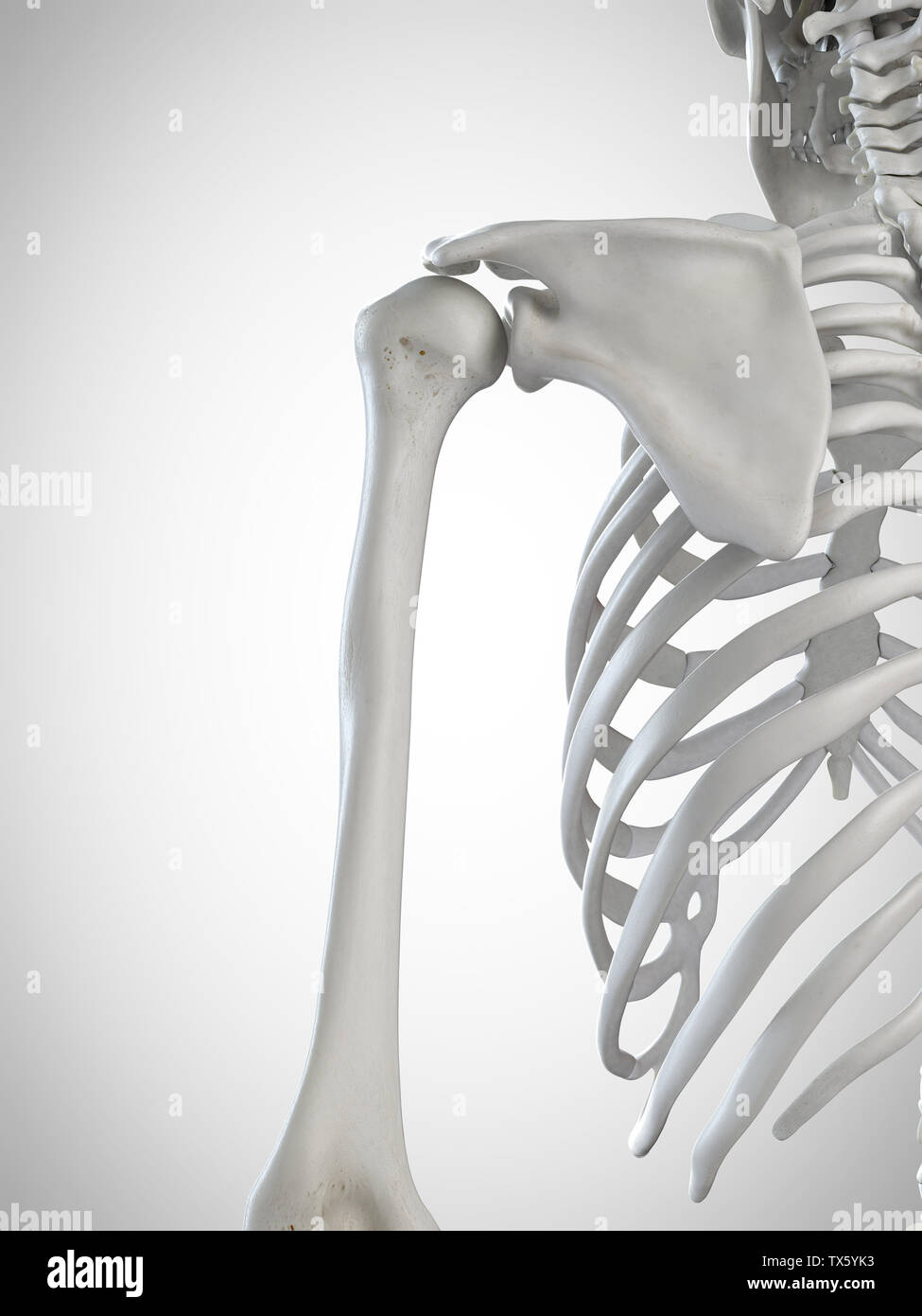 3d rendered medically accurate illustration of the shoulder bones Stock ...
