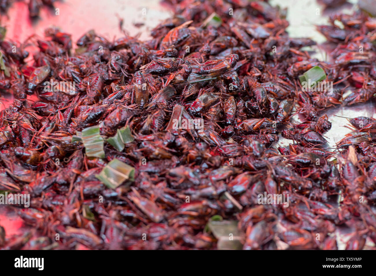 Selling insects insect food hi-res stock photography and images - Alamy