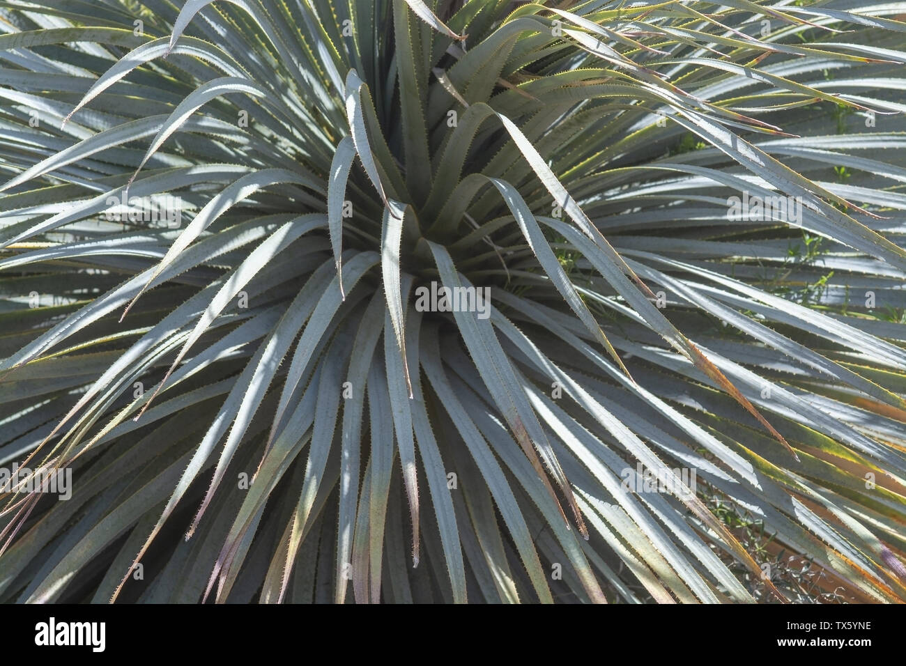 Succulent leaves texture hi-res stock photography and images - Alamy
