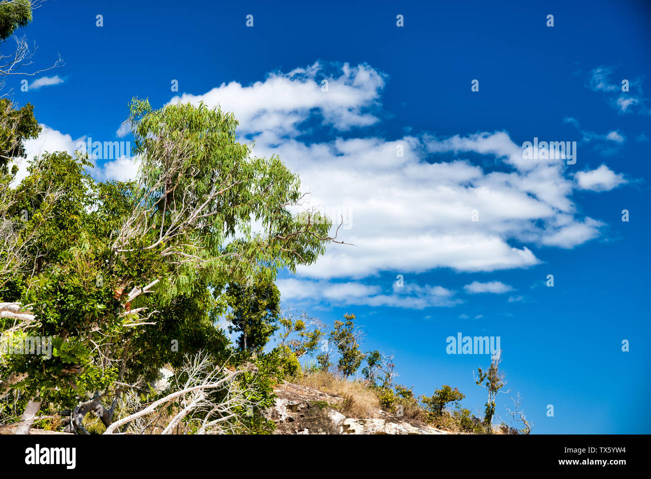 Tropical island vegetation hi-res stock photography and images - Alamy