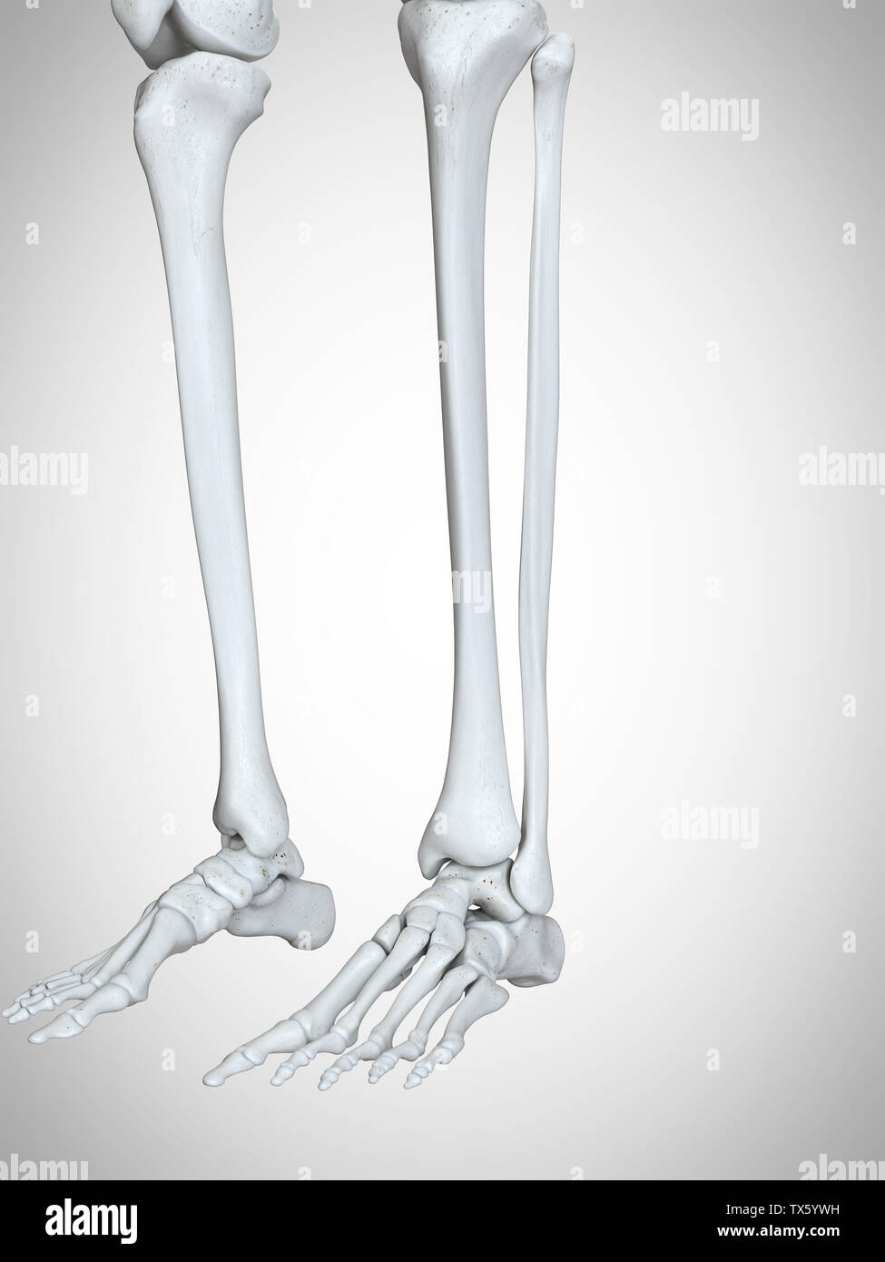 3d rendered medically accurate illustration of the lower leg and foot ...