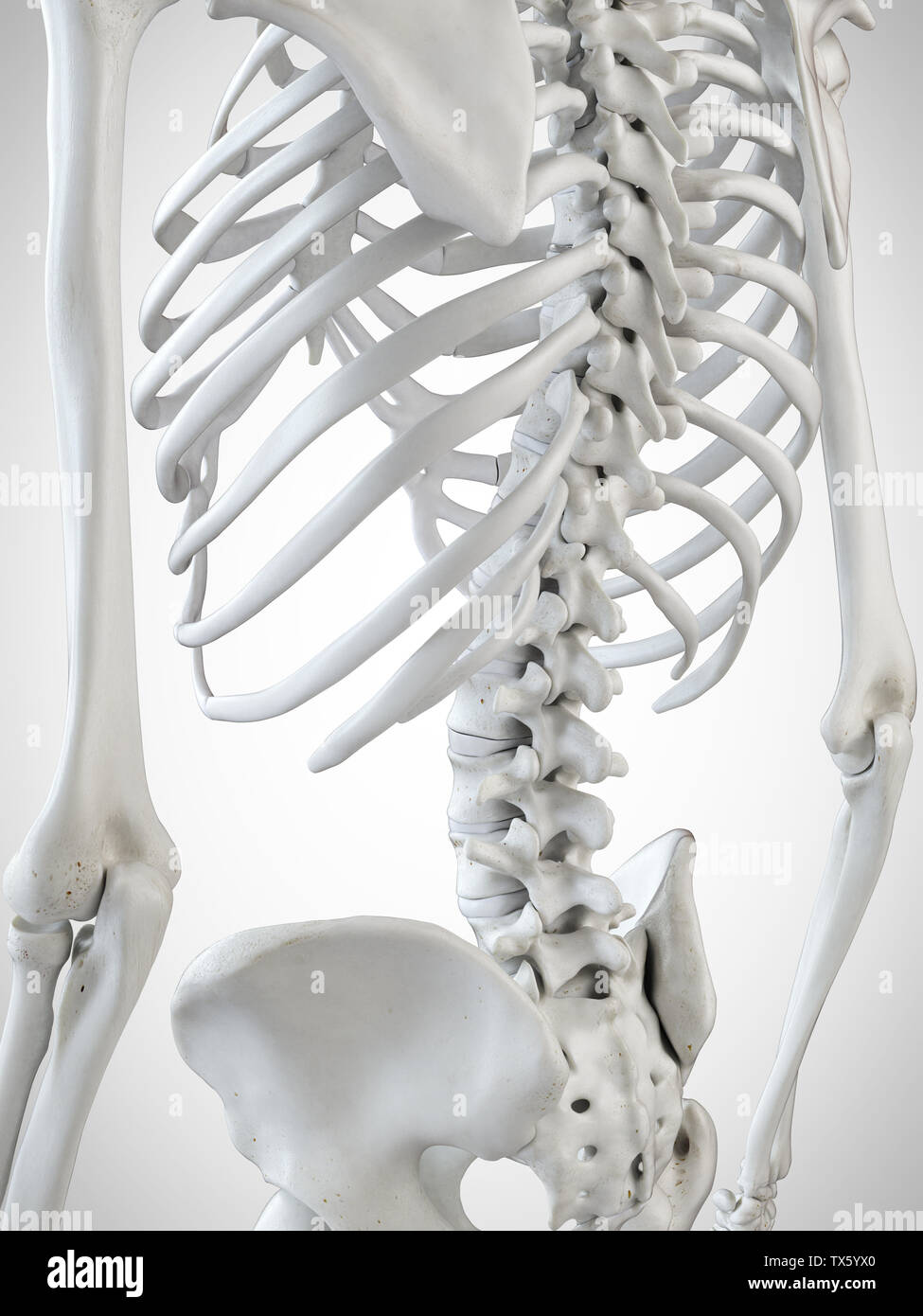 3d rendered medically accurate illustration of the skeletal back Stock ...
