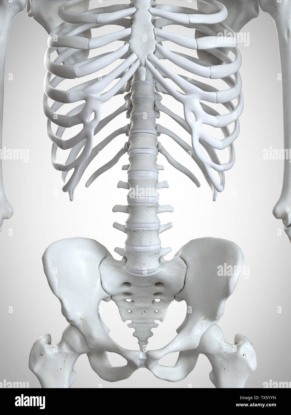 3d rendered medically accurate illustration of the skeletal thorax ...