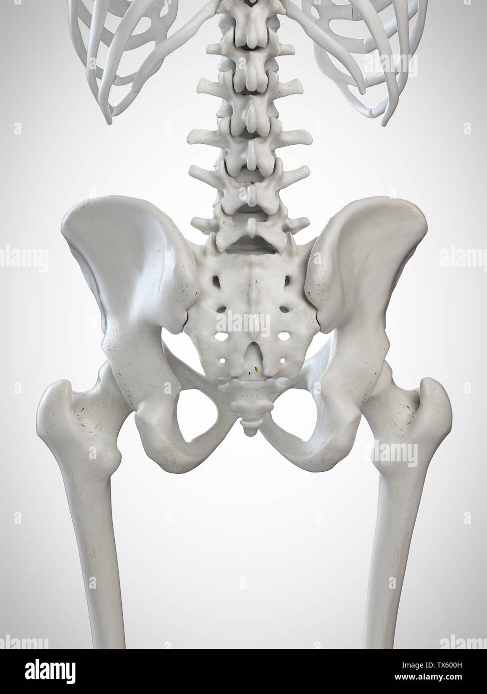 3d rendered medically accurate illustration of the sacrum Stock Photo ...