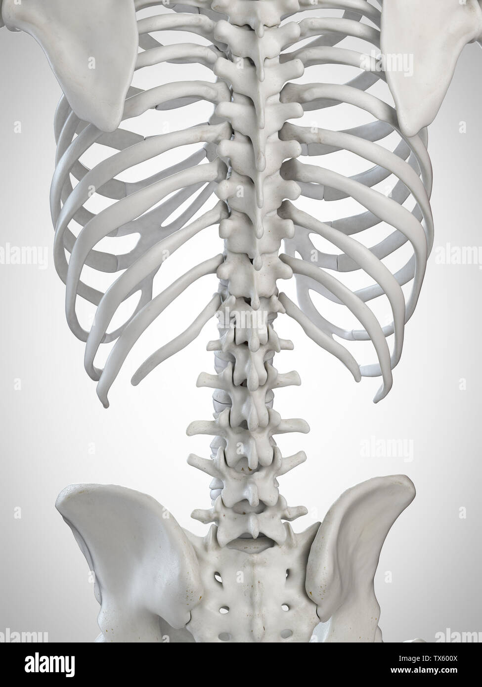 3d rendered medically accurate illustration of the skeletal back Stock ...