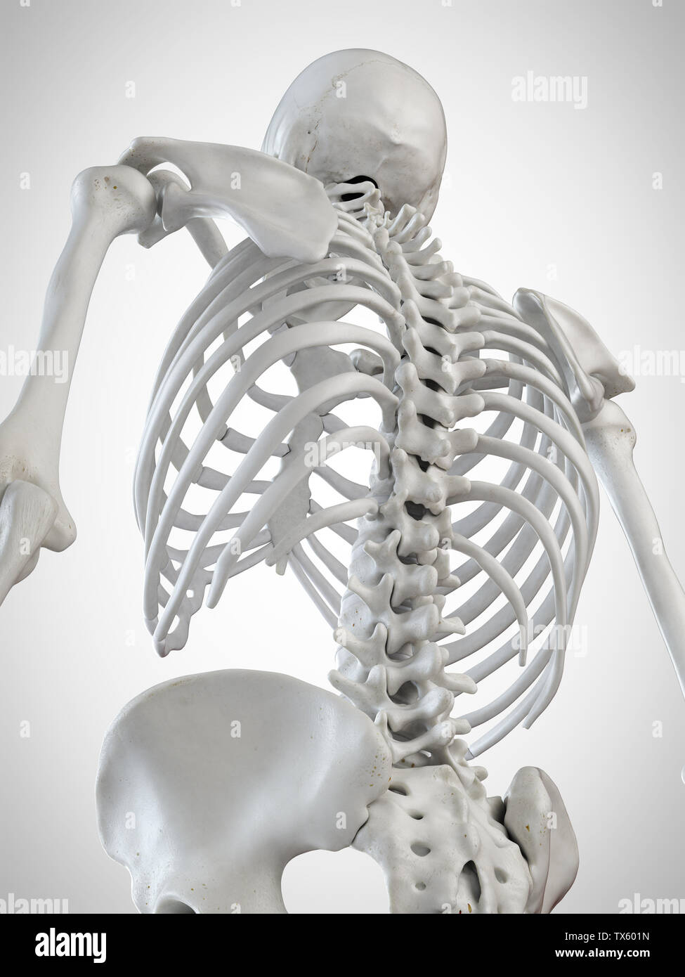 3d rendered medically accurate illustration of the skeletal back Stock ...
