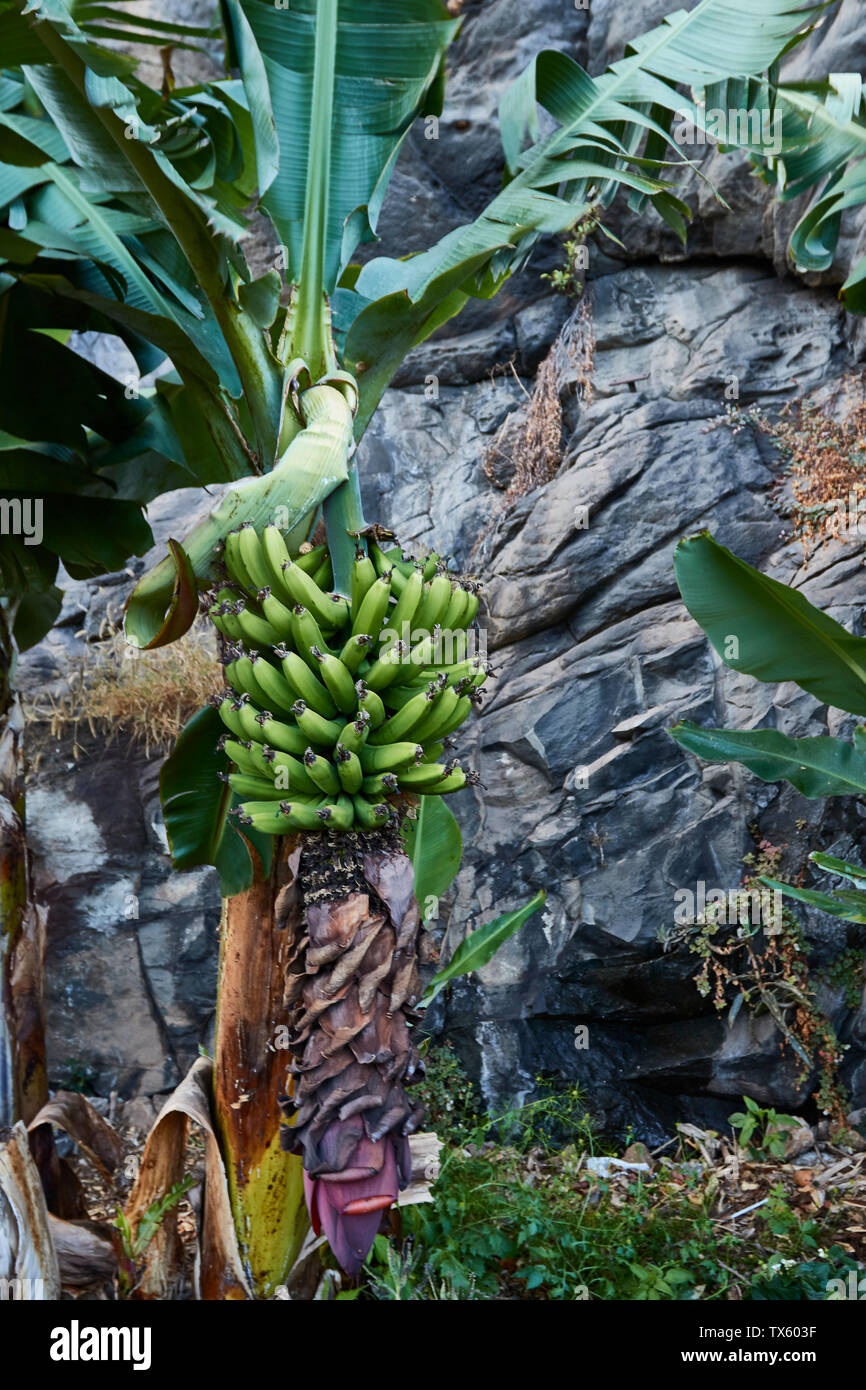 Bananas growing on the outside of the Santa Catarina Park, Funchal ...