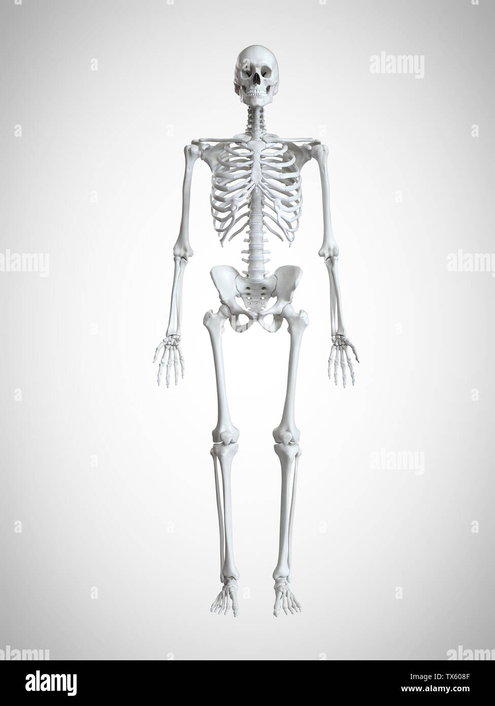 3d rendered medically accurate illustration of a human skeleton Stock ...