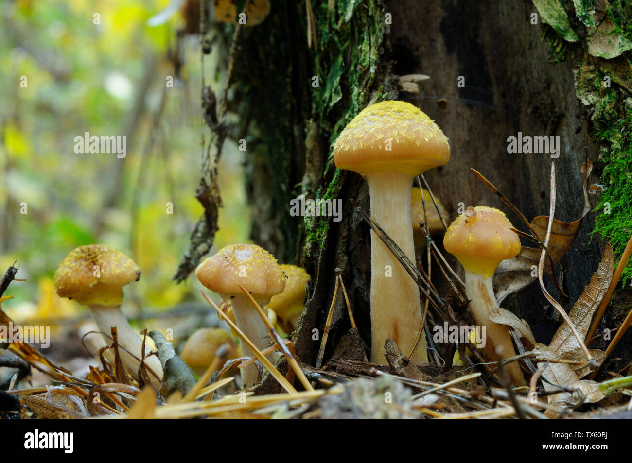 Honey fungus growing on the ground Stock Photo - Alamy