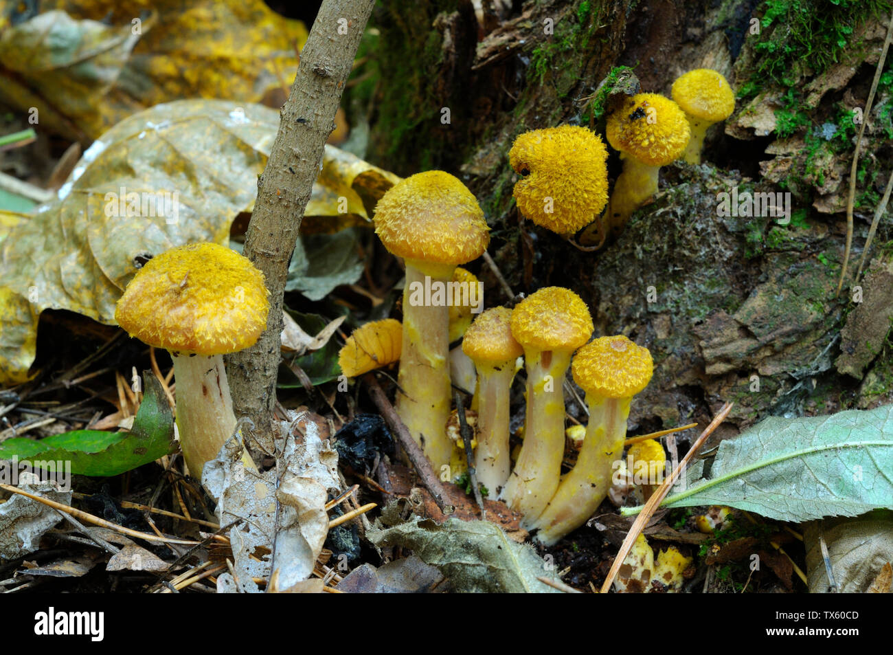 Honey fungus growing on the ground Stock Photo - Alamy