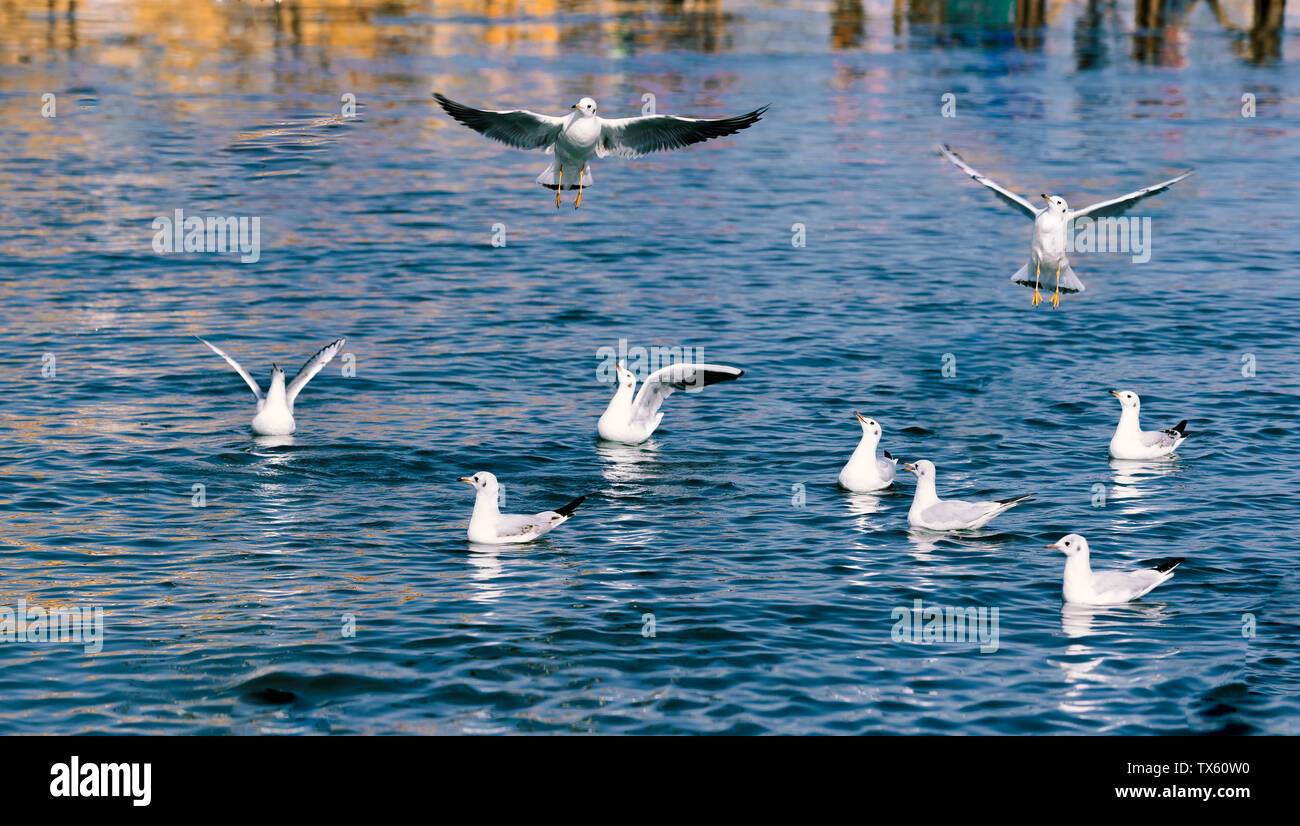 Seagulls in Juyan Sea Stock Photo - Alamy