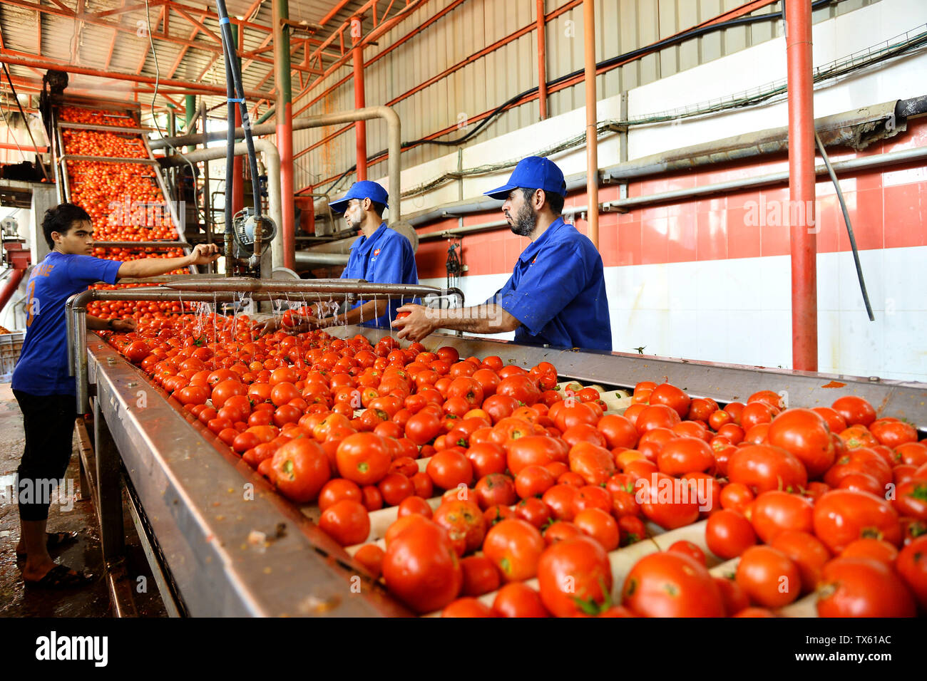 Gaza. 24th June, 2019. Palestinian employees work at a tomato paste ...