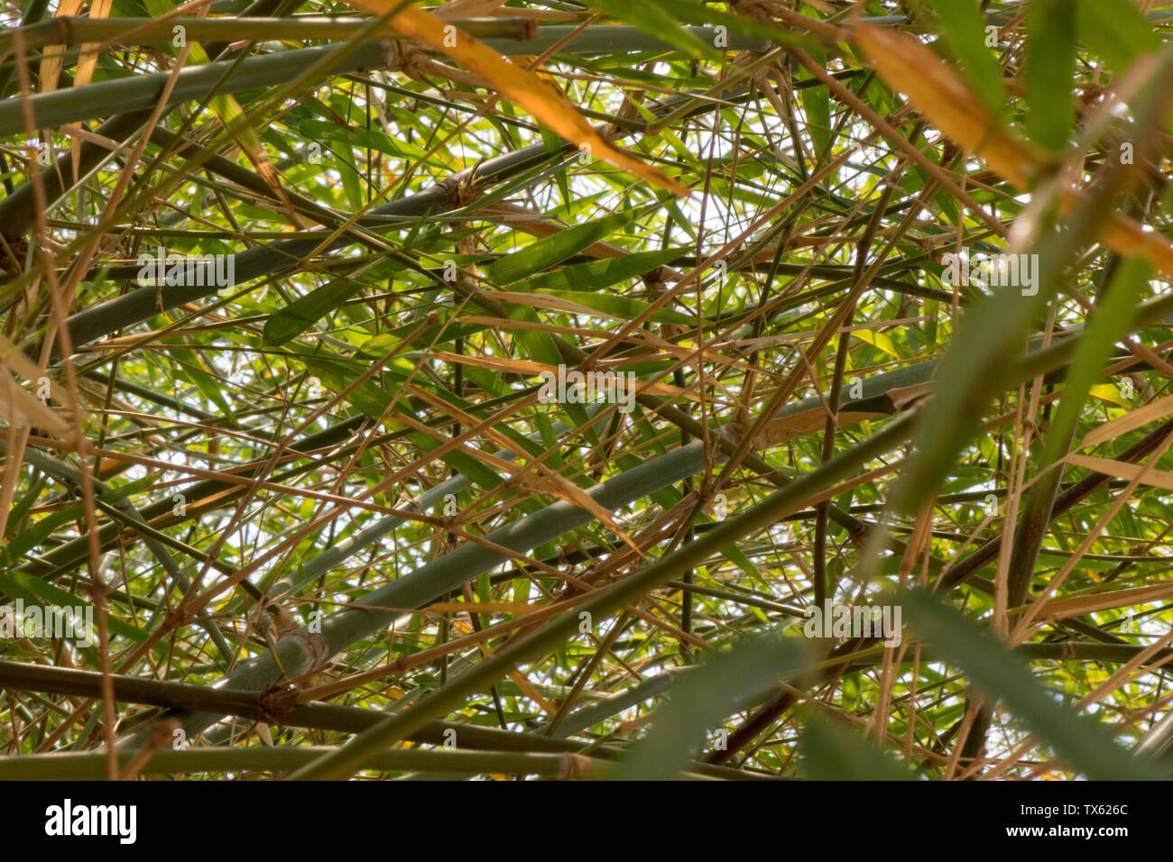 Bamboo plants garden screen hi-res stock photography and images - Alamy