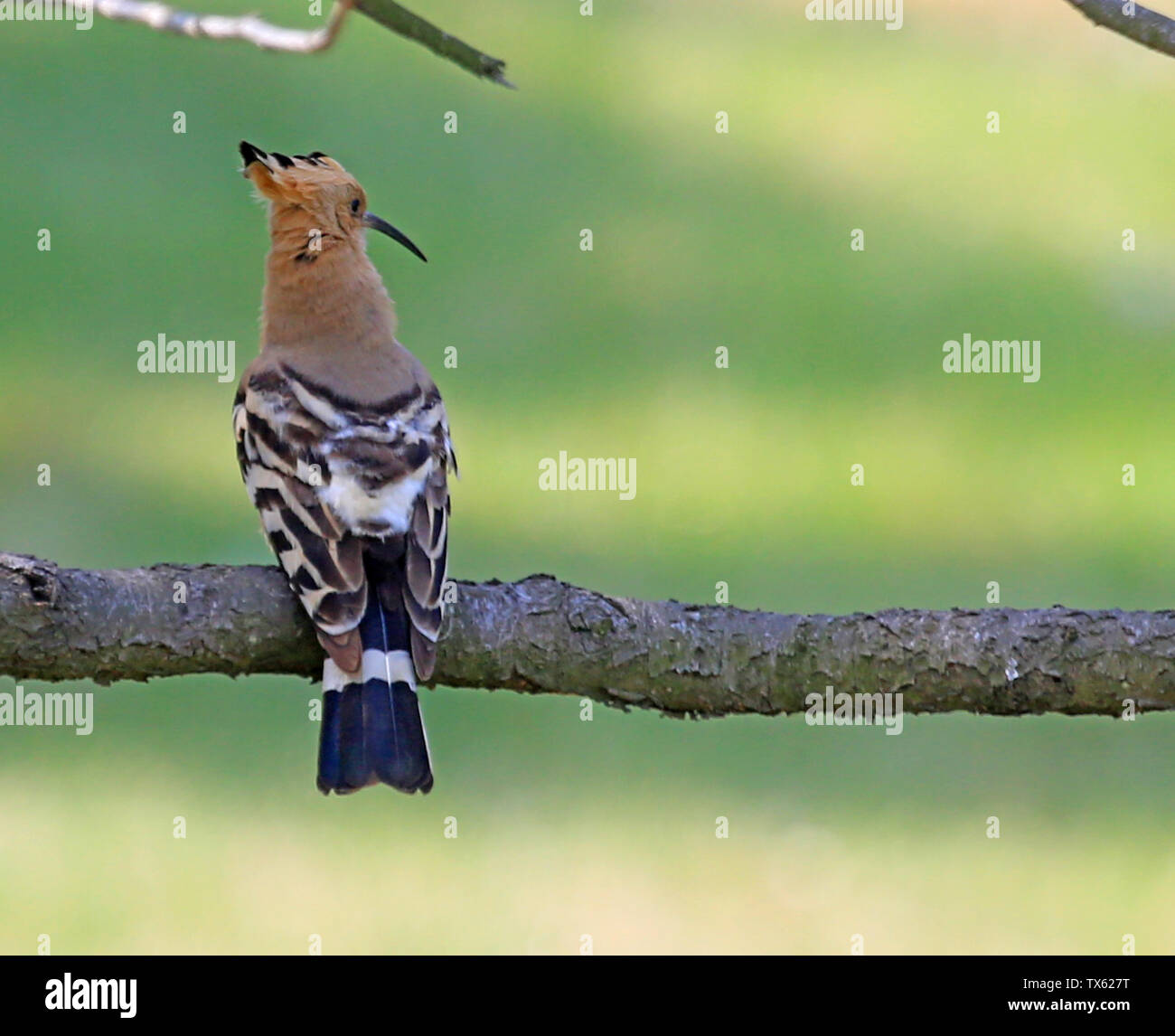 Small fast birds hi-res stock photography and images - Alamy