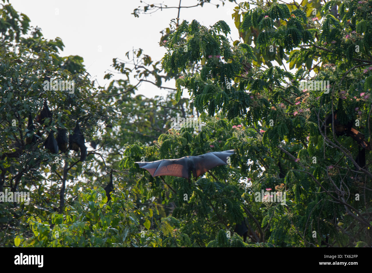 Foxbats hi-res stock photography and images - Alamy