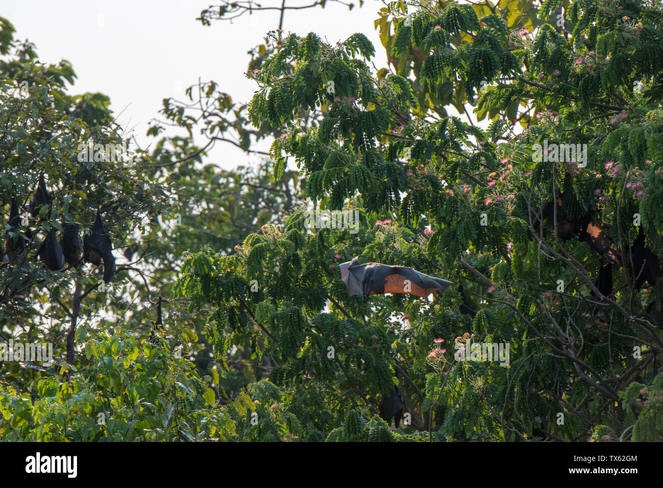 Foxbat hi-res stock photography and images - Alamy