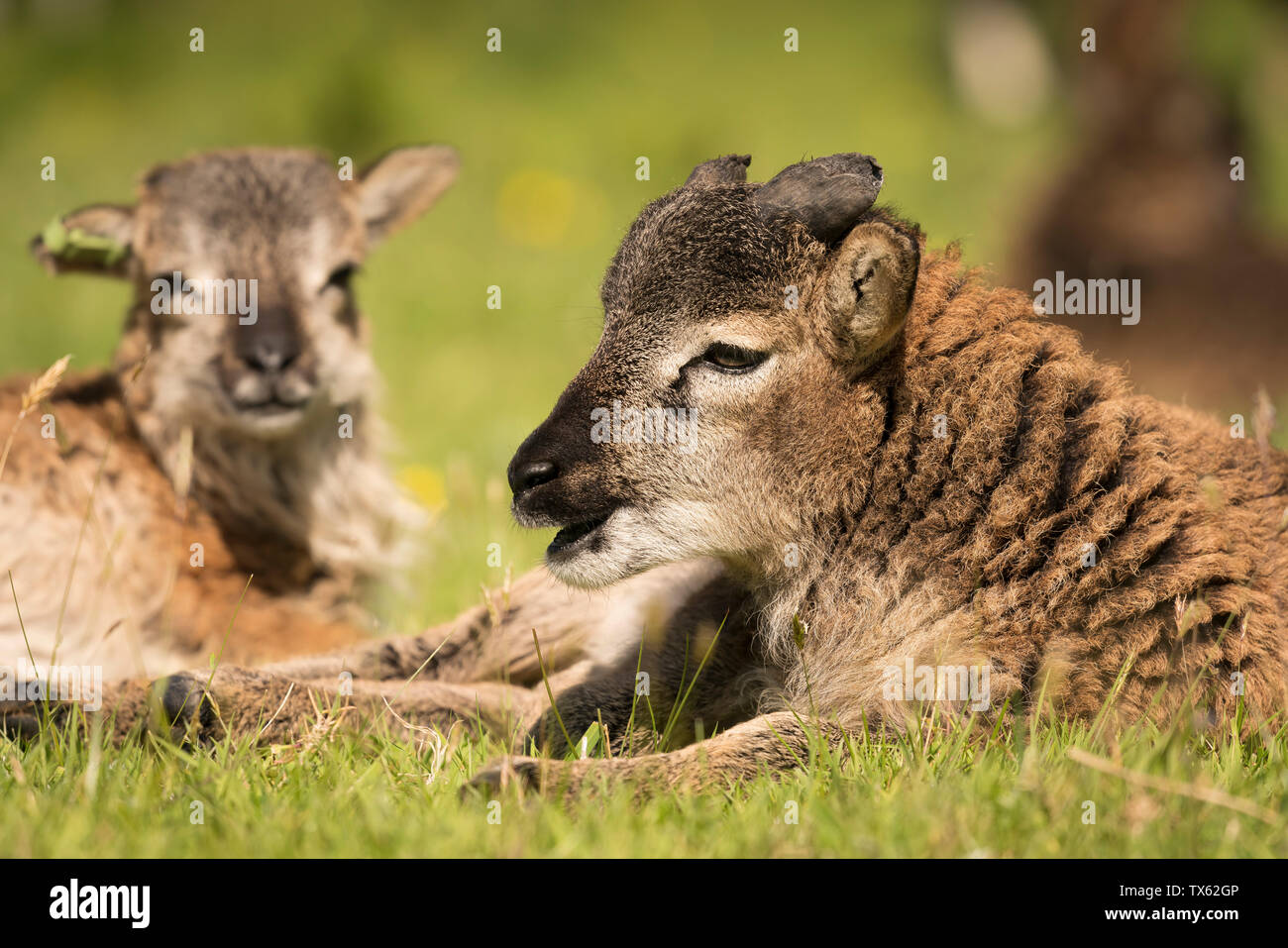 Soay rare breed Hebridean Sheep at the old crofting village of Cleadale ...