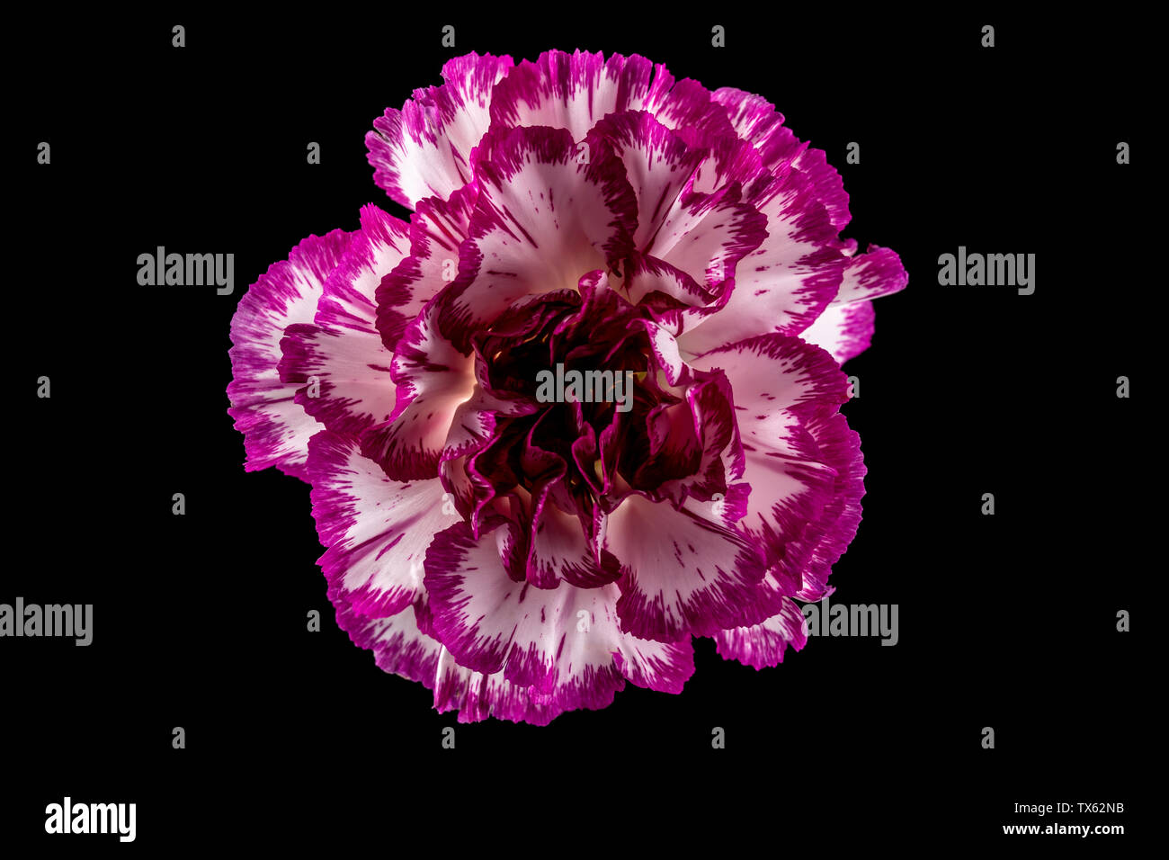 Carnation ornaments hi-res stock photography and images - Alamy