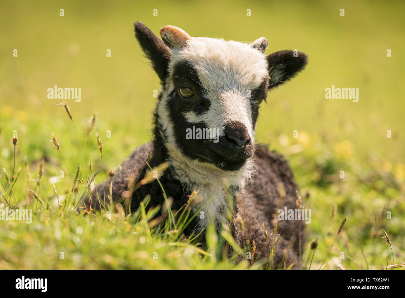 Soay rare breed Hebridean Sheep at the old crofting village of Cleadale ...