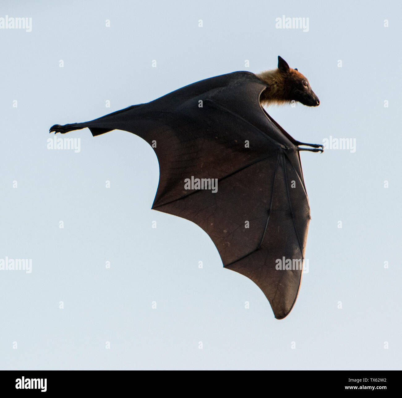 Foxbat Stock Photos & Foxbat Stock Images - Alamy