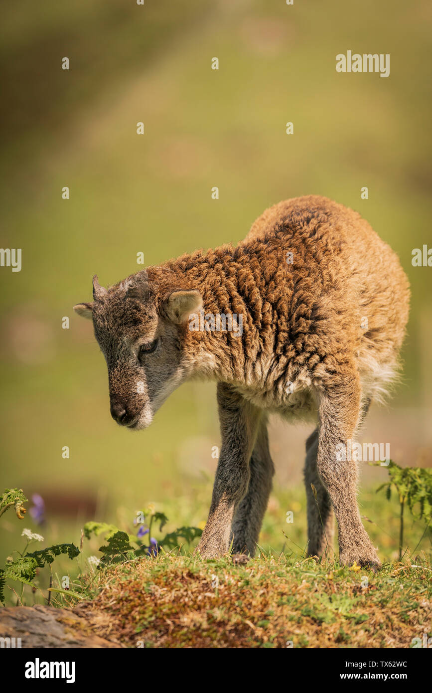 Soay rare breed Hebridean Sheep at the old crofting village of Cleadale ...