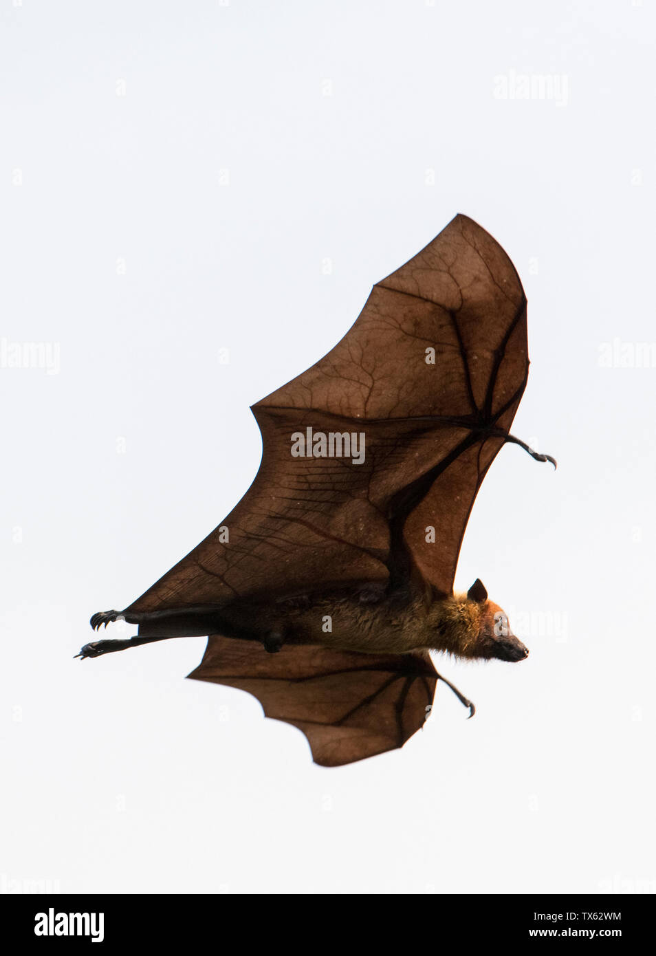 Foxbat hi-res stock photography and images - Alamy