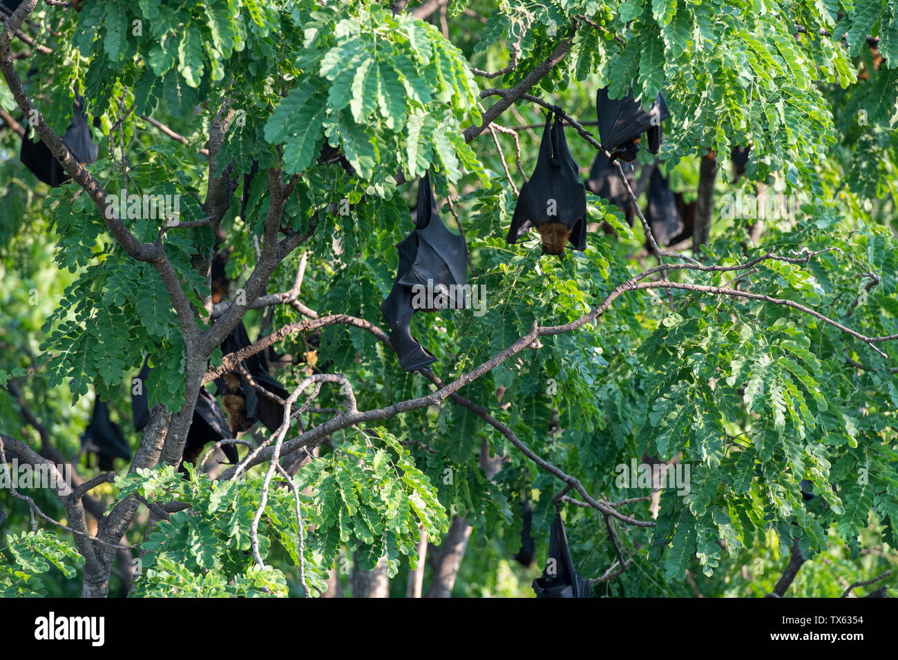 Foxbat hi-res stock photography and images - Alamy