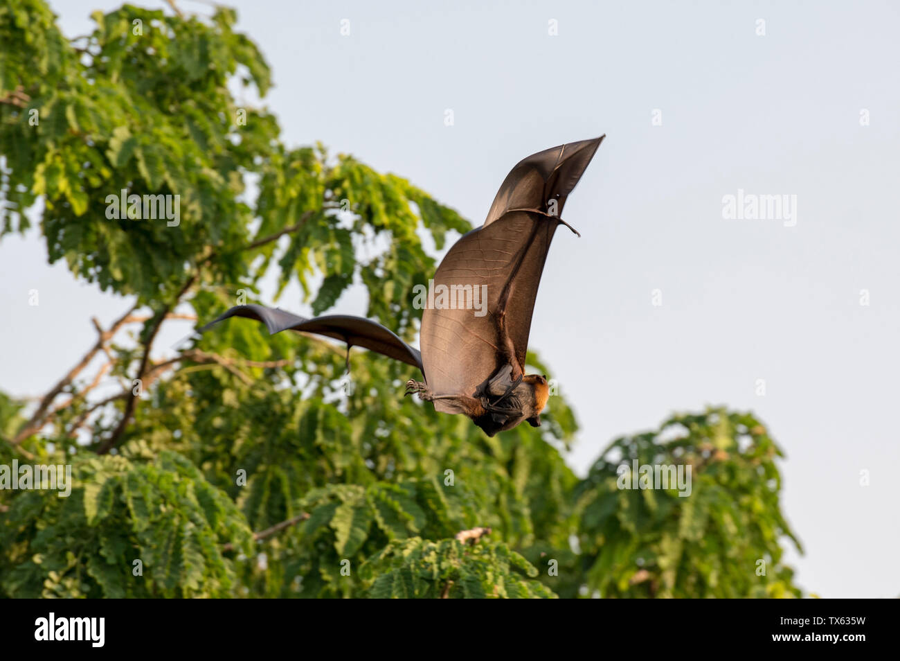Foxbats hi-res stock photography and images - Alamy