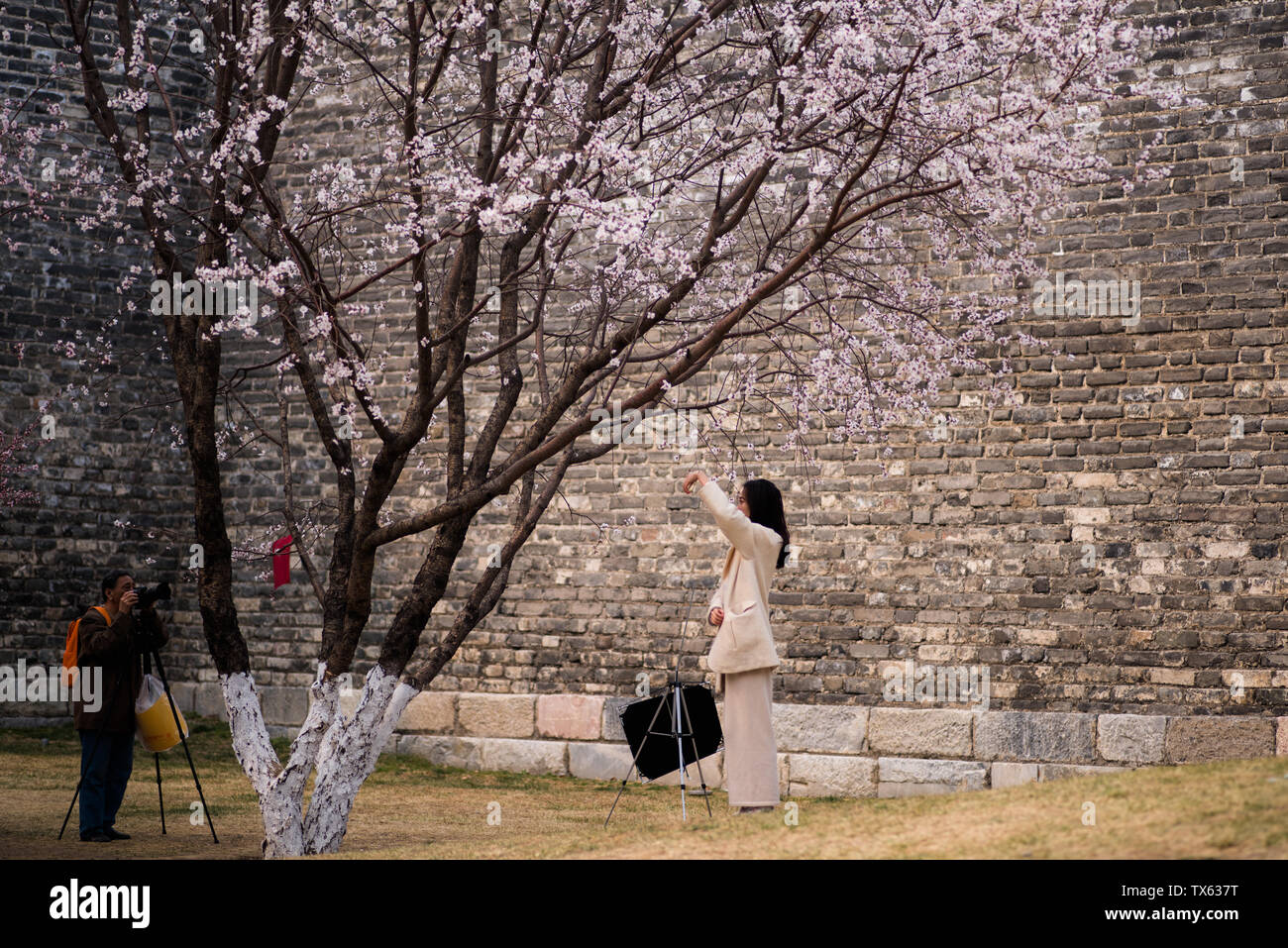 Spring blossom plum blossom park Stock Photo - Alamy