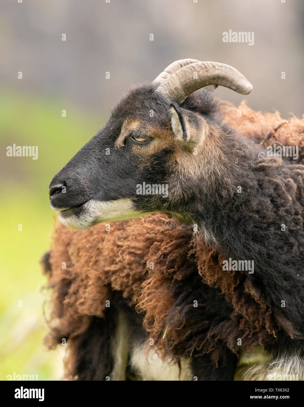 Soay sheep scotland hi-res stock photography and images - Alamy
