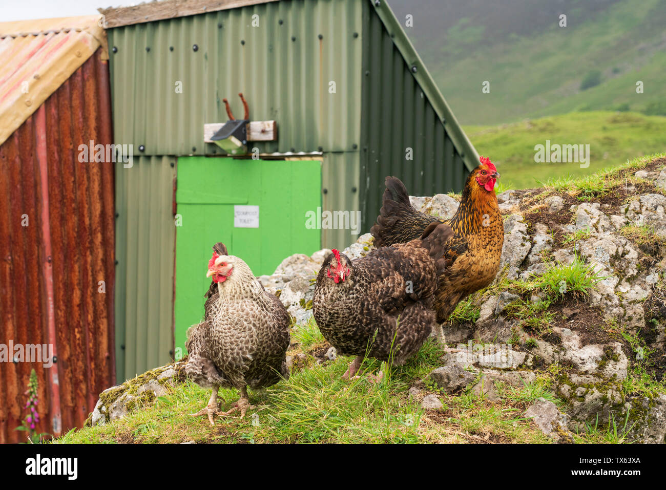 Chickens on the beach hi-res stock photography and images - Alamy