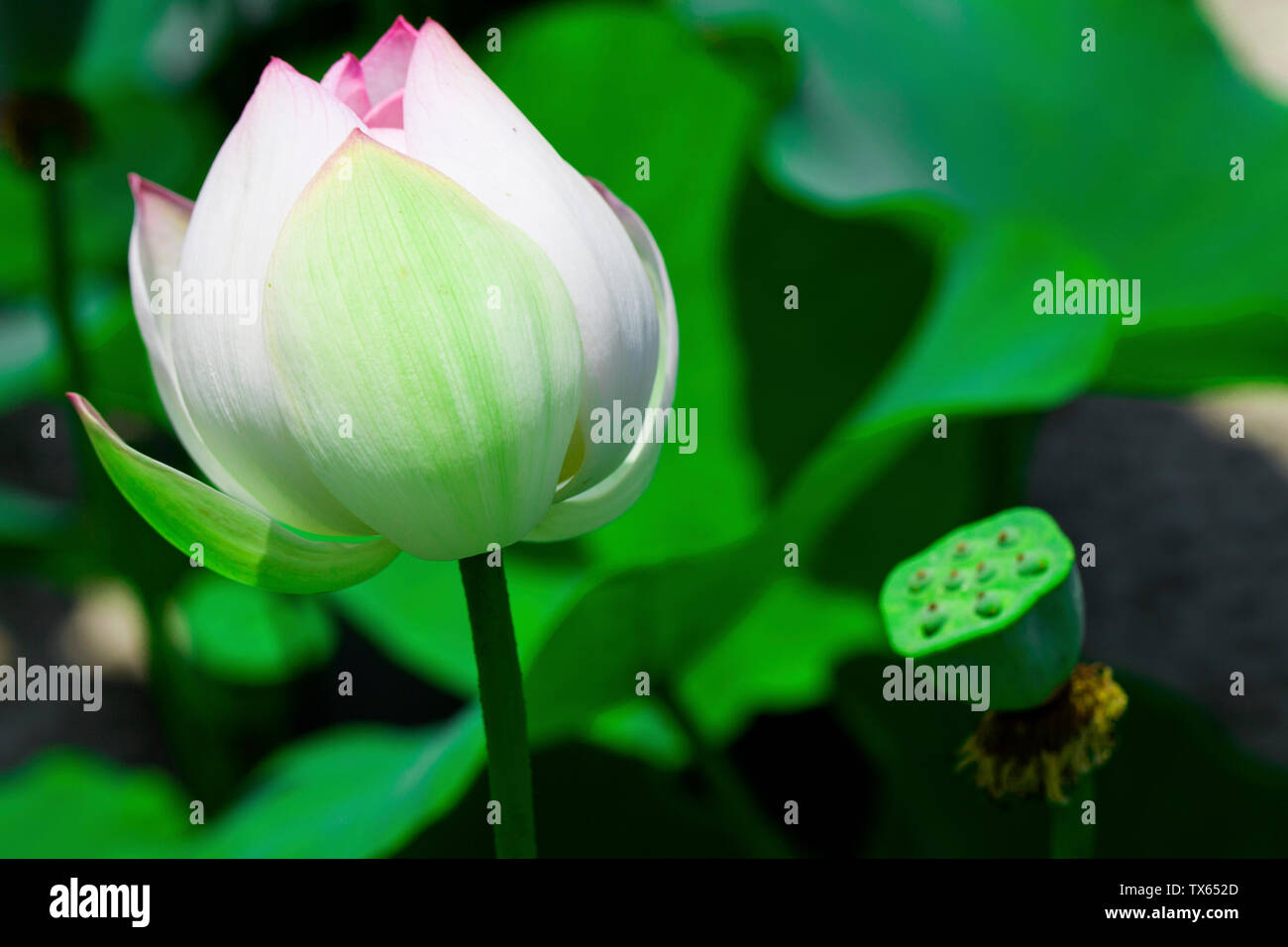 Beautiful lotus in full bloom Stock Photo - Alamy