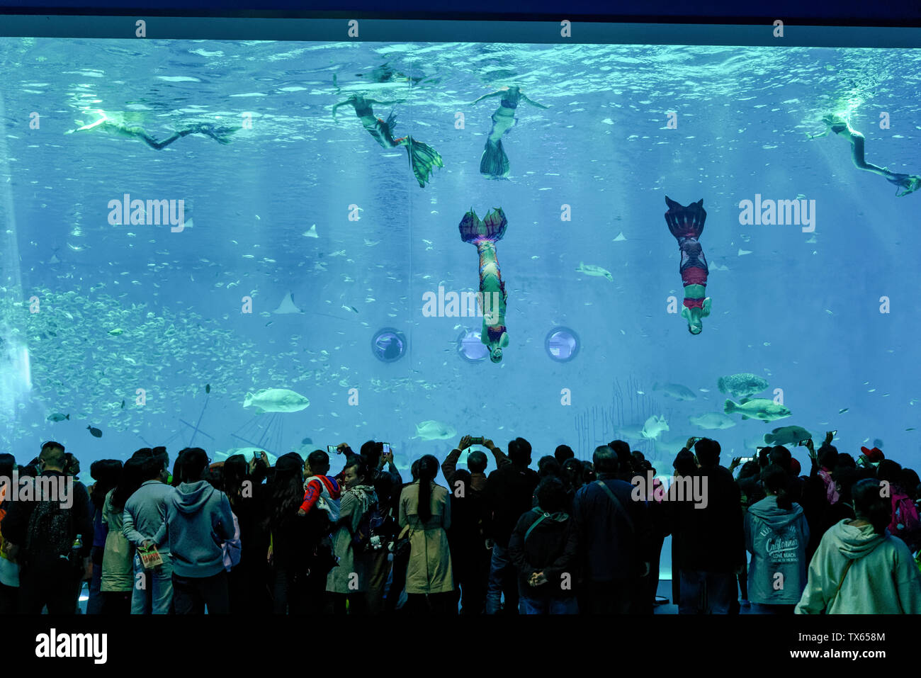 Mermaid performance at Haichang Ocean Park, Shanghai Stock Photo - Alamy