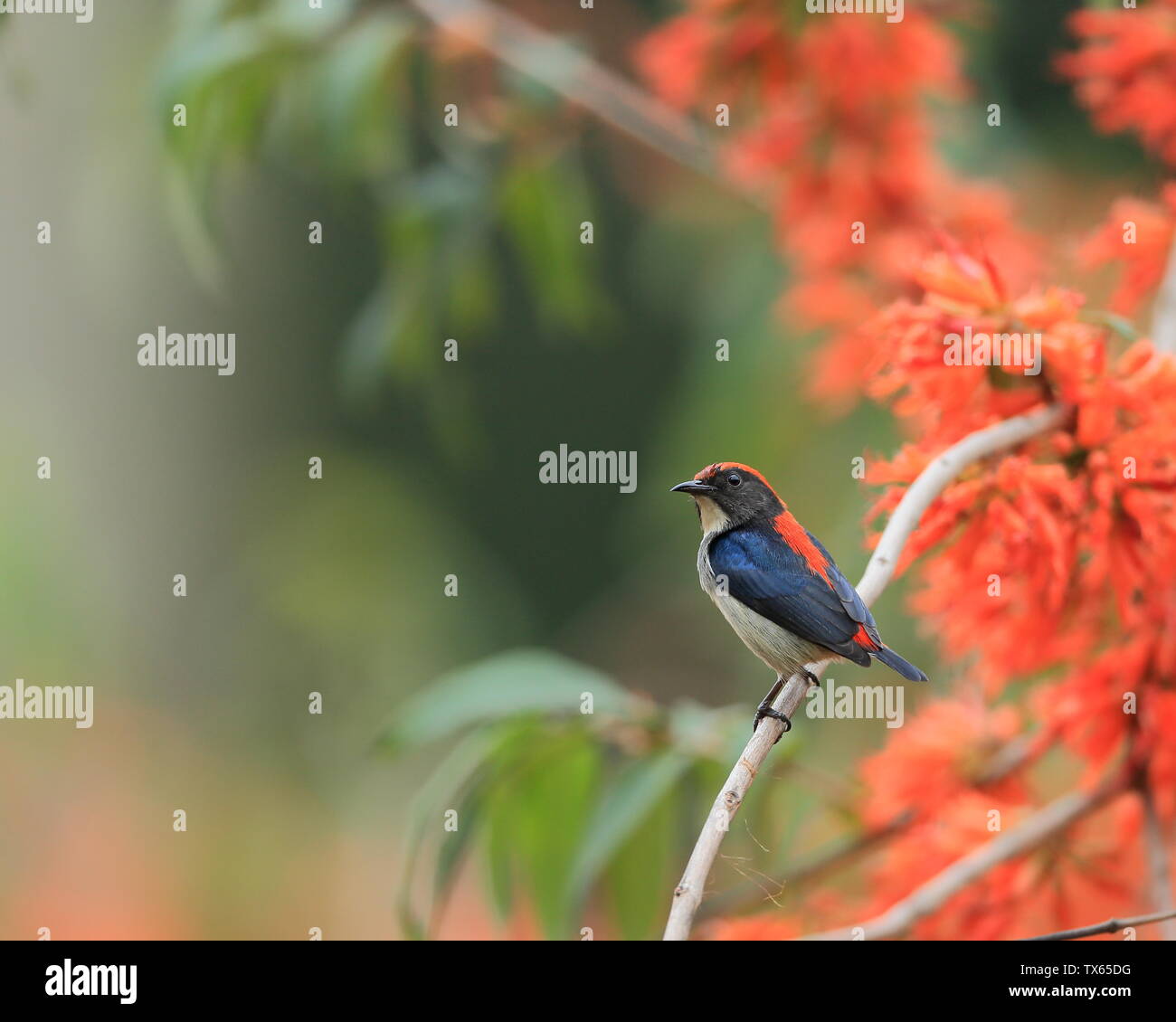 Bird pecking flower hi-res stock photography and images - Alamy