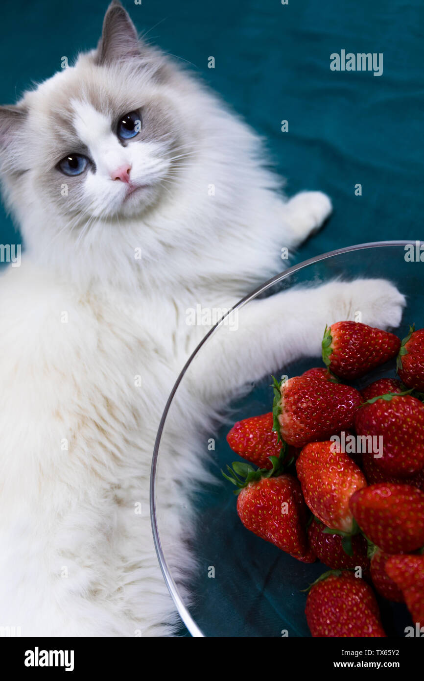 Muppet cat hi-res stock photography and images - Alamy