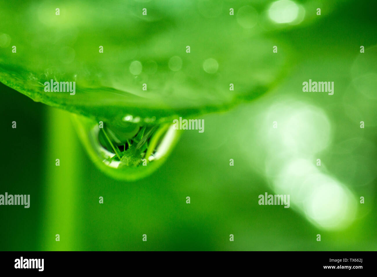 Copper grass leaves Stock Photo - Alamy