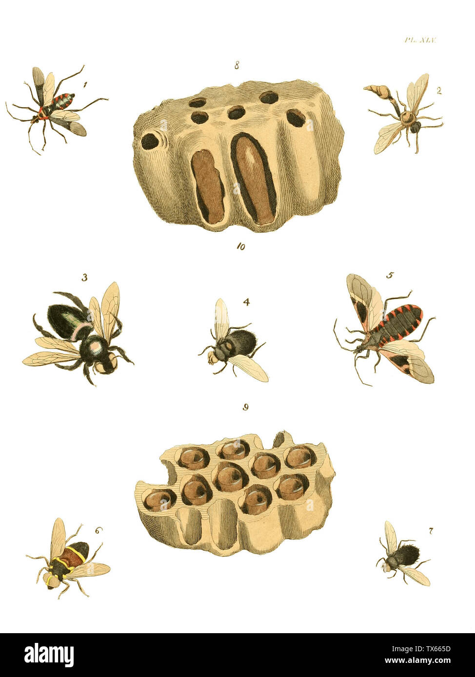 Triatoma rubrofasciata hi-res stock photography and images - Alamy