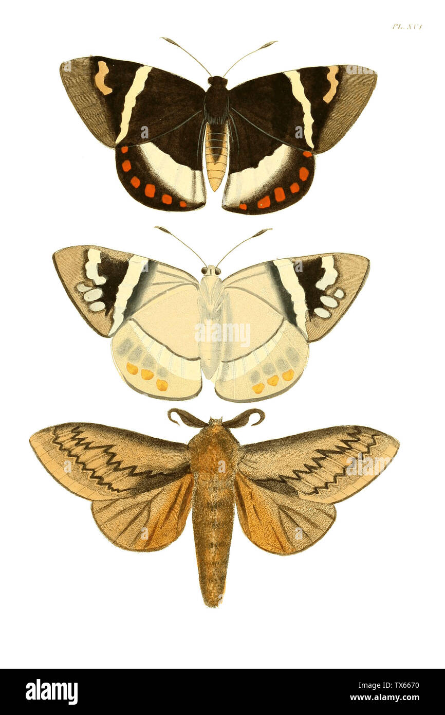 Licus hi-res stock photography and images - Alamy