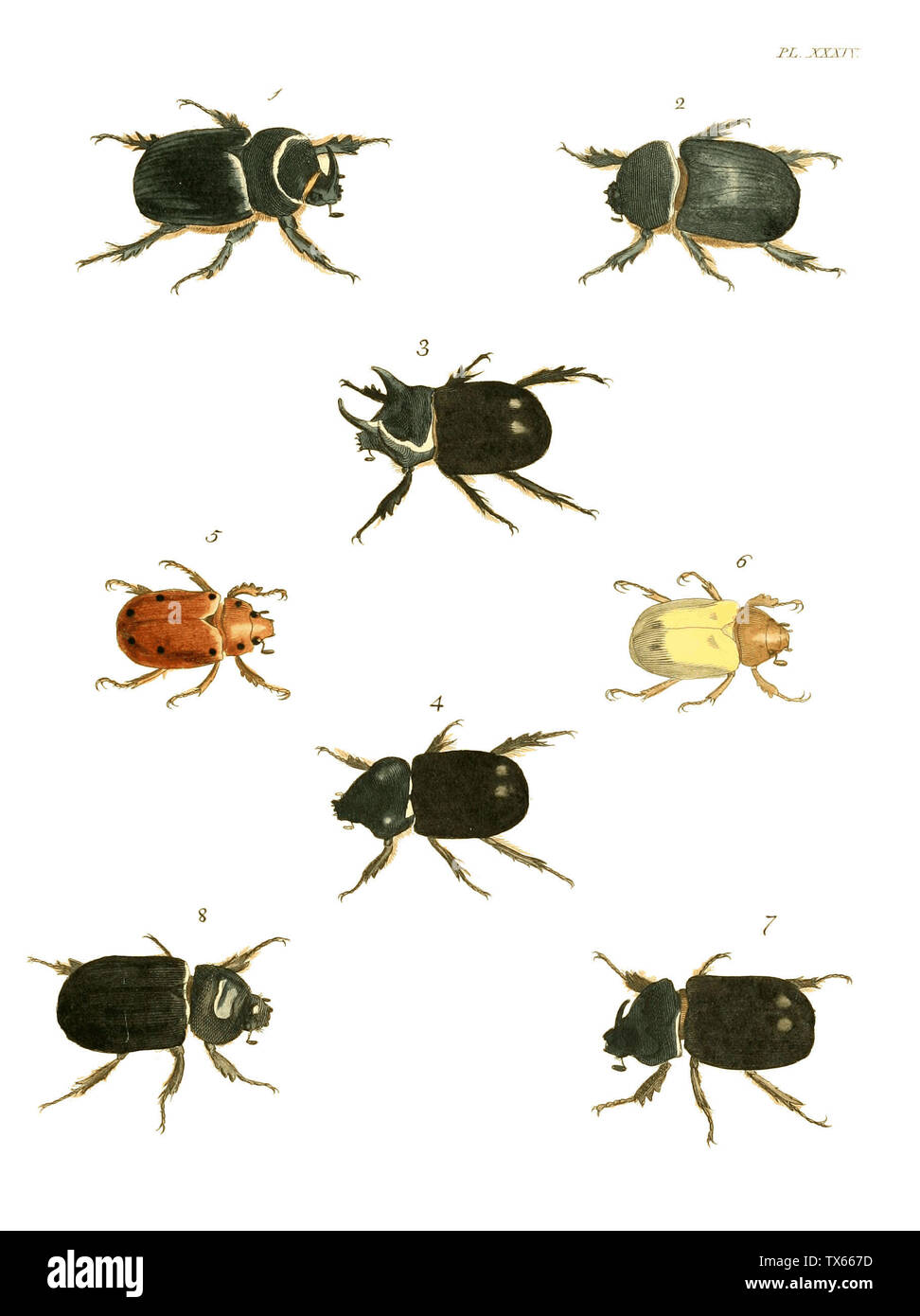 8 punctata hi-res stock photography and images - Alamy