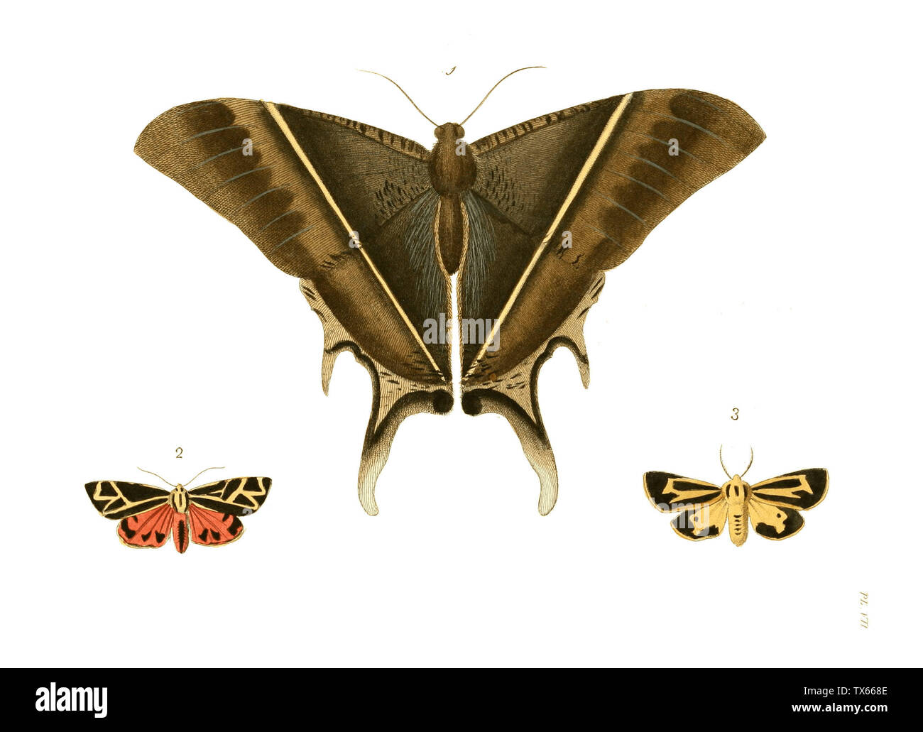 Lyssa patroclus hi-res stock photography and images - Alamy