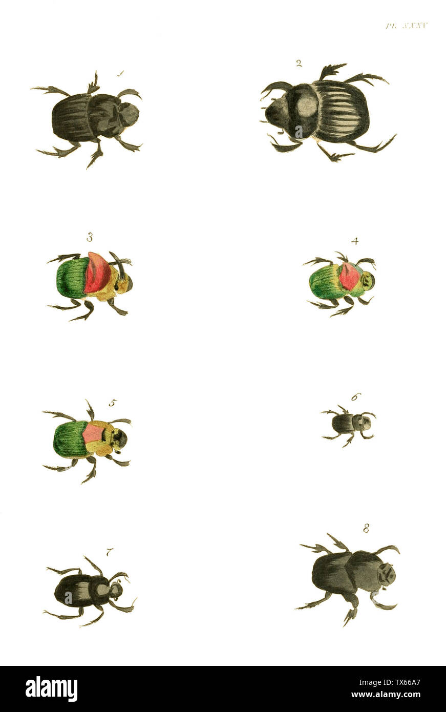 Carolina copris hi-res stock photography and images - Alamy