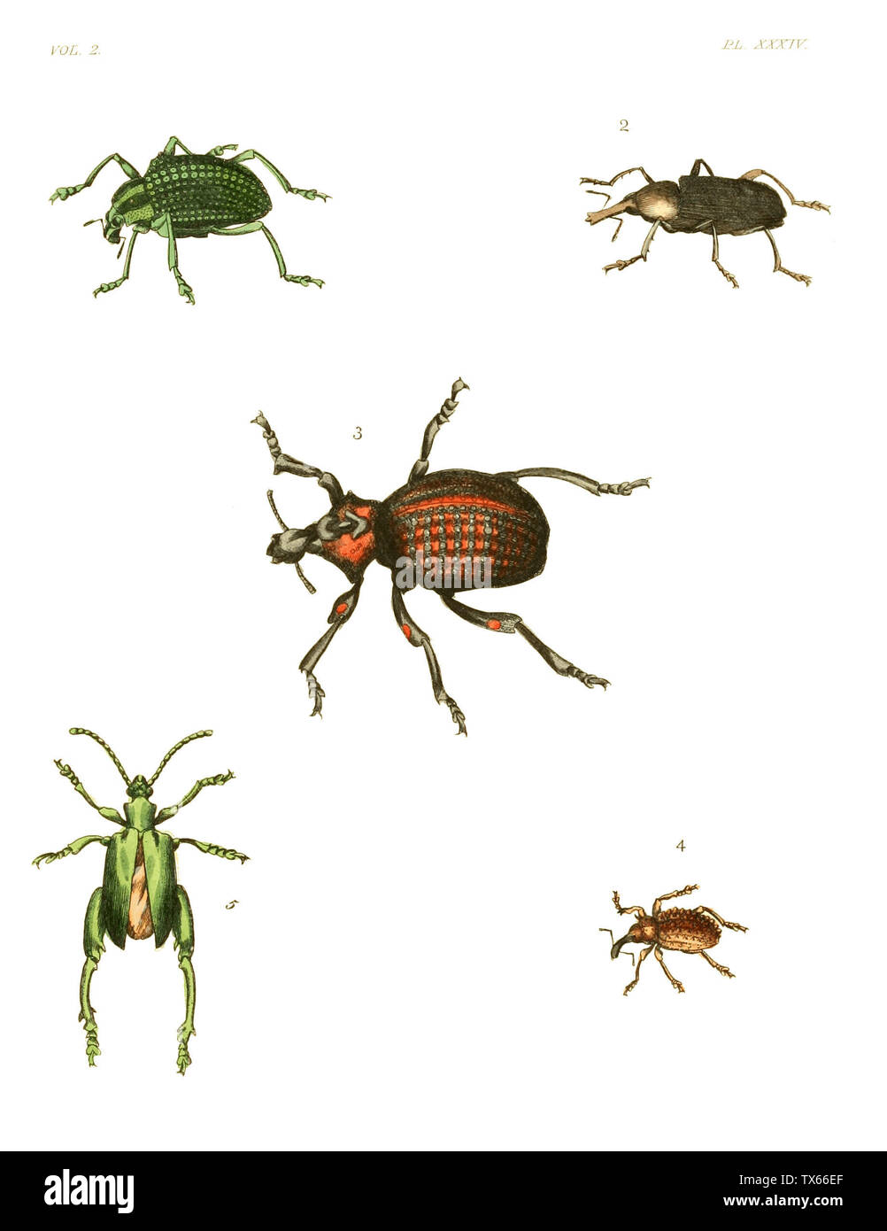 Entimus hi-res stock photography and images - Alamy