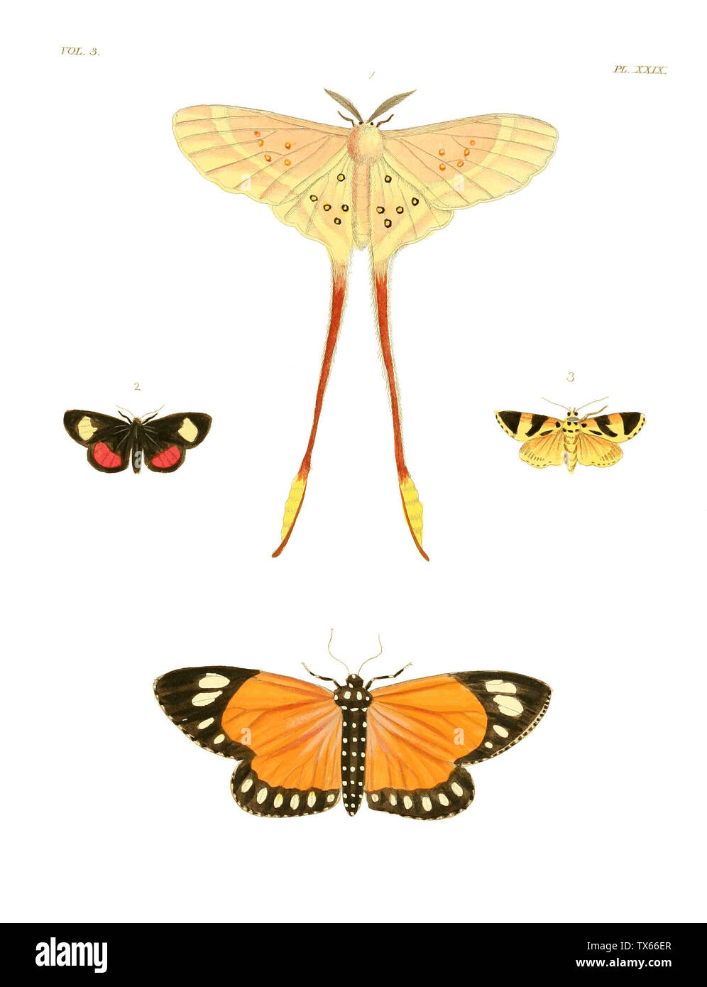 Illustrations argus hi-res stock photography and images - Alamy