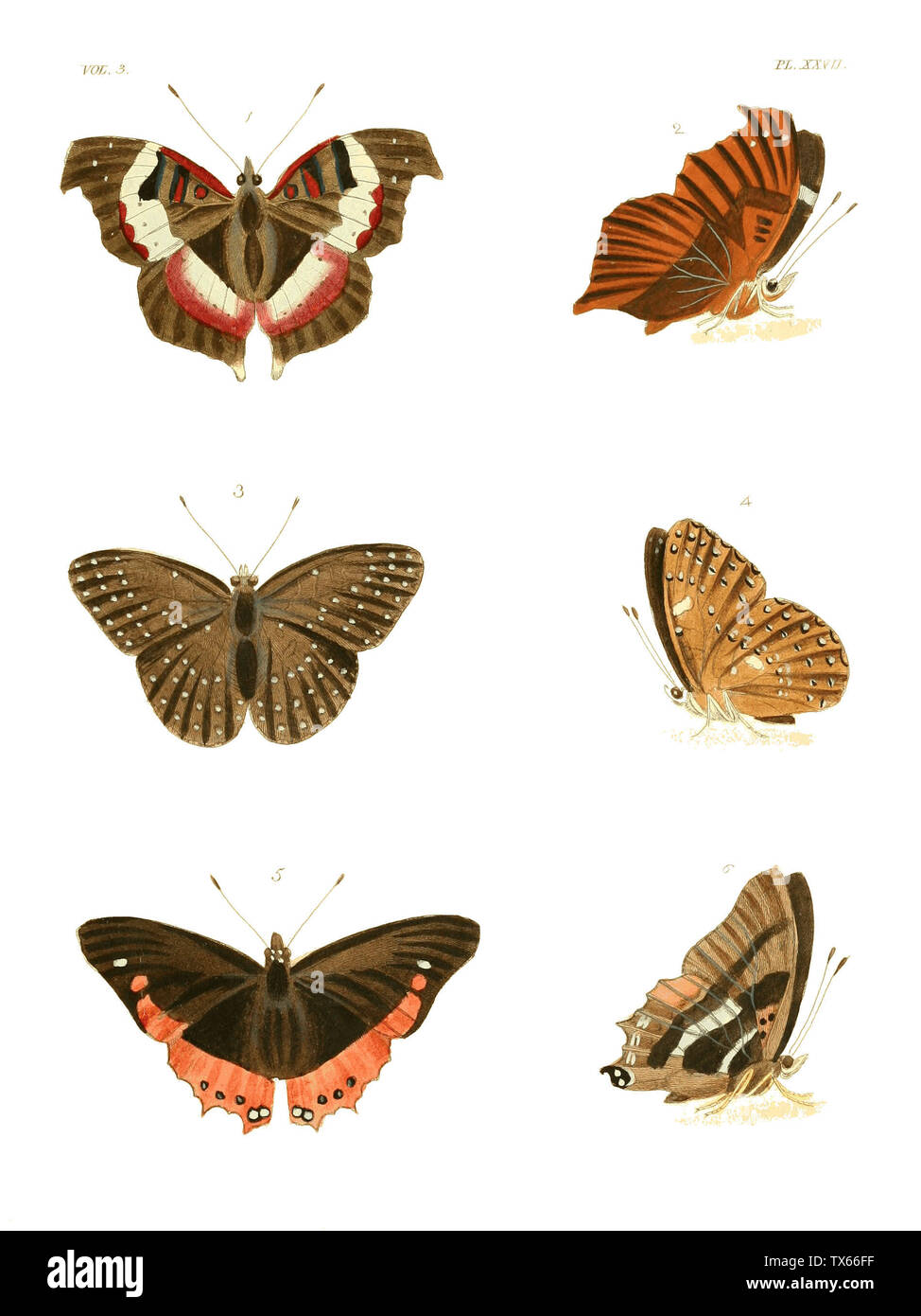 Vanessa pelarga hi-res stock photography and images - Alamy